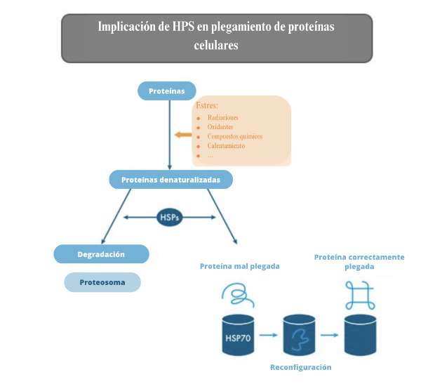 HSP: Proteínas que ayudan a nuestras células a luchar contra el estrés celular - Therascience