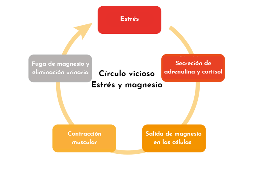 Magnesio: ¡Rompe el círculo vicioso del estrés! - Therascience